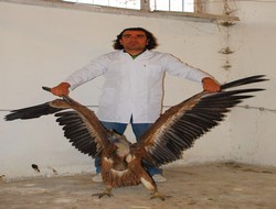 Akbaba kuşu iyileşiyor
