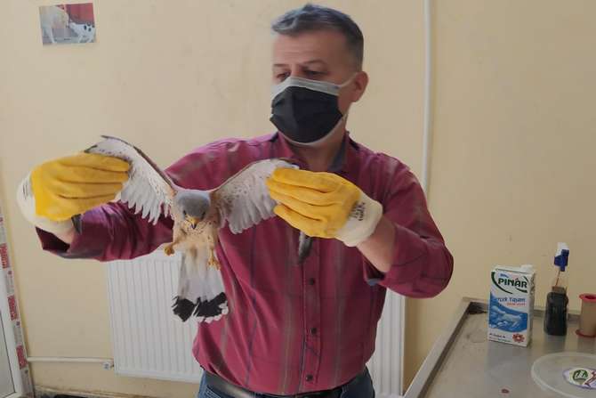 Doğan kuşu tedavi altına alındı